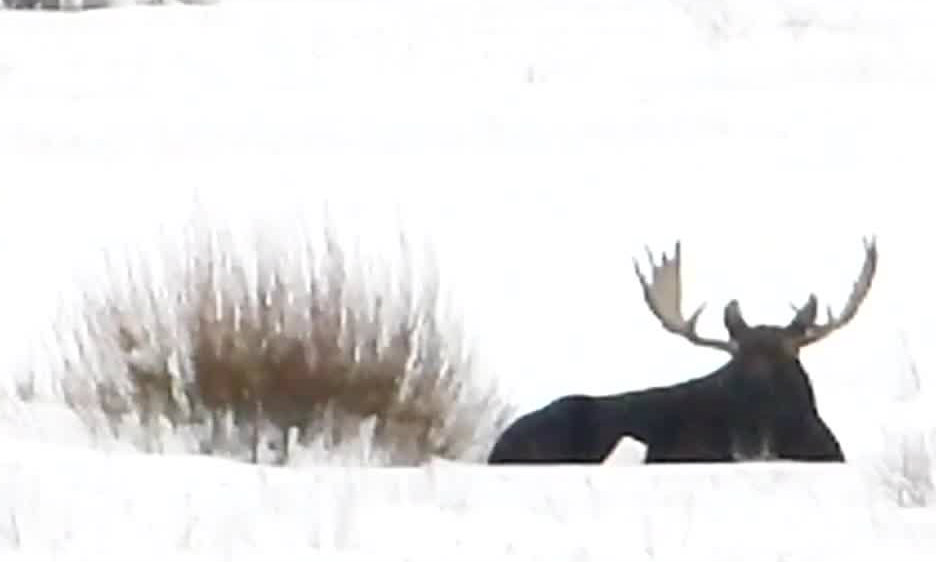 CWD threat moves closer to Yellowstone National Park