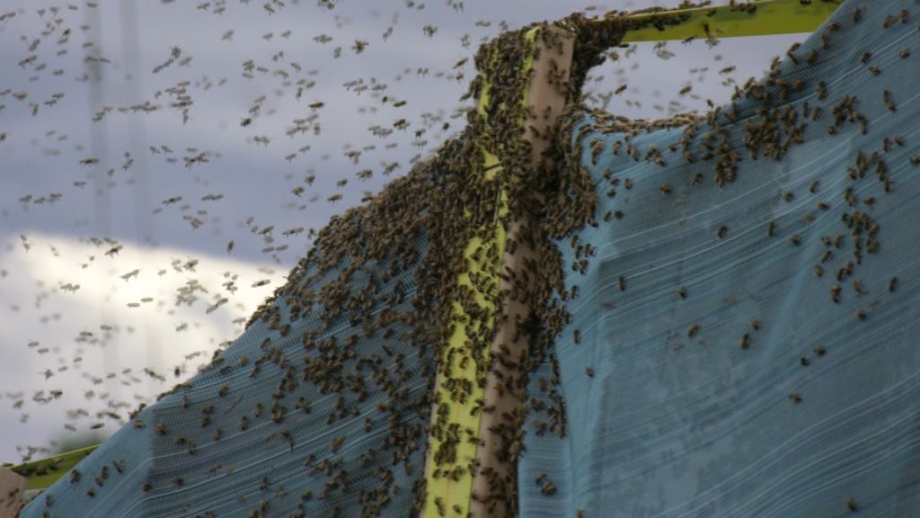 Truck hauling around 40,000 pounds of bees crashes near Bozeman