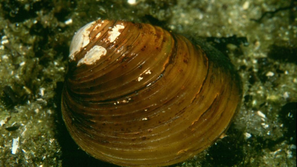 Invasive Asian clam shell found at Lake Elmo in Billings