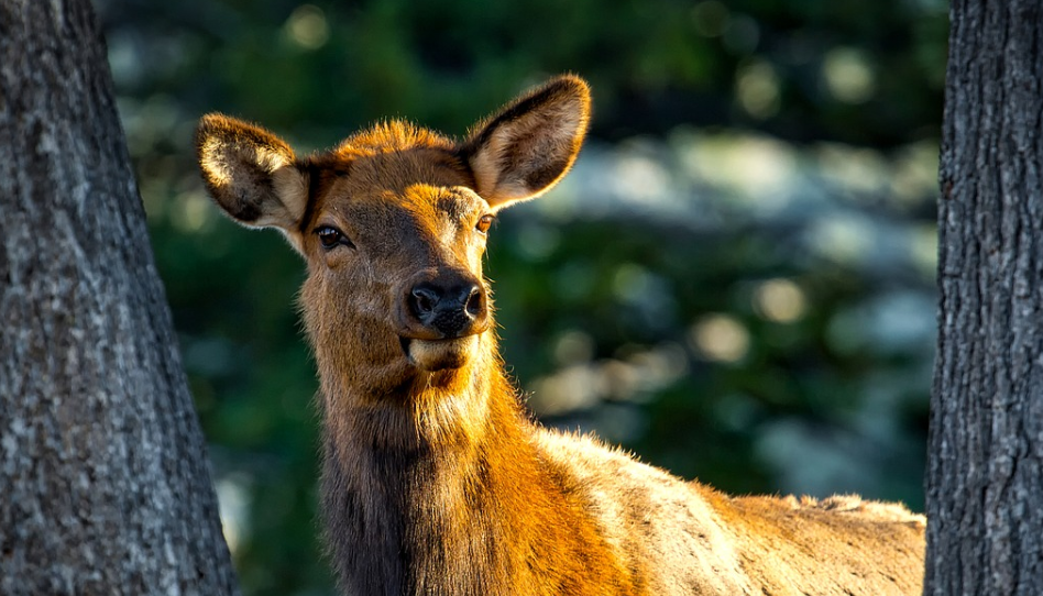 Concerned hunters help crack Wyoming poaching case